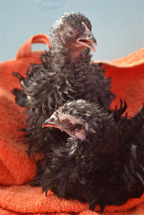 Frizzle Chickens Frizzle For Sale