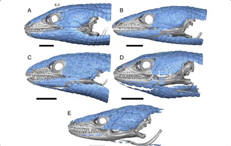 Skulls In Left Lateral View Osteoderms Are In Light Blue Frontals Are