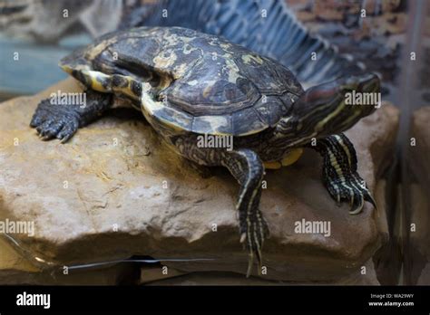 A Live Red Ear Slider Turtle With A Shell Most Likely Deformed By A Six