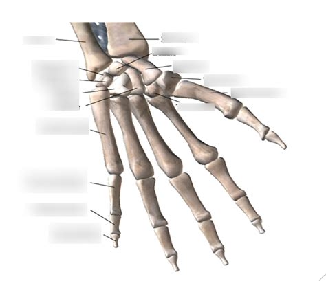 Hand Bone Diagram Diagram Quizlet