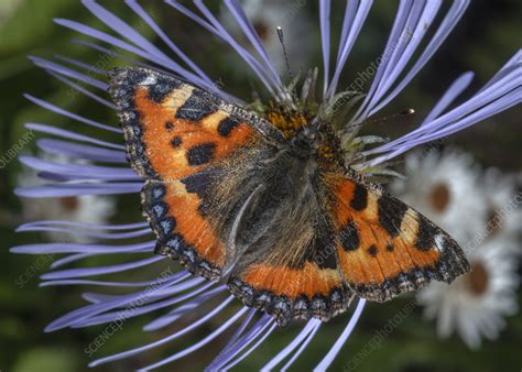 Butterfly On Creeping Aster Aster Diplostephioides Stock Image C059 5182 Science Photo