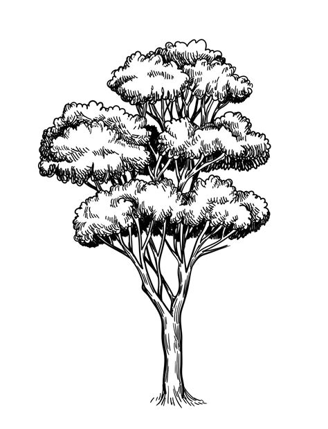 Premium Vector Oak Trees Hand Drawn Sketch Minimalistic Creativity