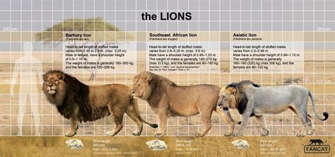 The Lion Size And Characteristics