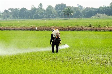 Farmers Inject Insecticides To Prevent Insects In Rice Fields Photo