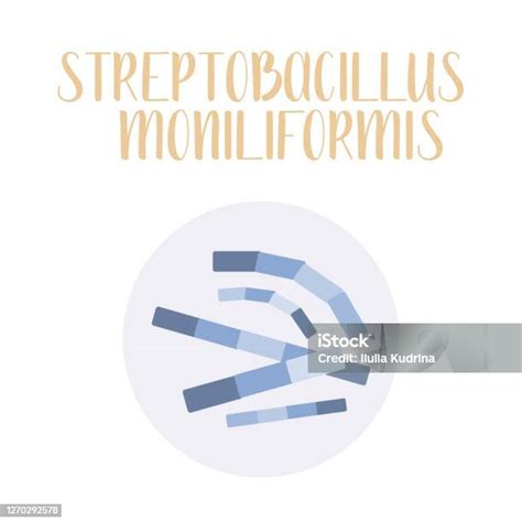 연쇄상 균 Moniliformis 병원체 막대 모양의 그람 음성 박테리아 형태학 미생물학 벡터 플랫 일러스트레이션 0명에 대한 스톡 벡터 아트 및 기타 이미지 Istock
