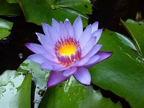 White Water Lily Flower Meaning Best Flower Site