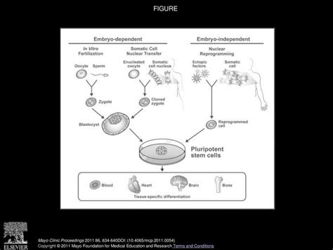 David G Zacharias Ba Timothy J Nelson Md Phd Paul S Ppt Download