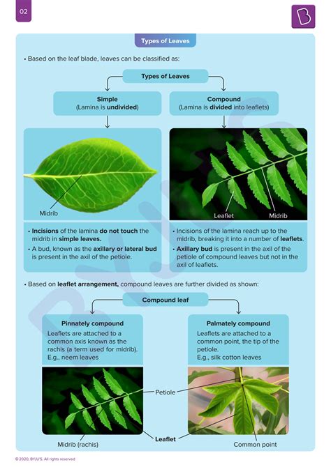 SOLUTION Modifications Of Leaf And Morphology Of Flower Studypool