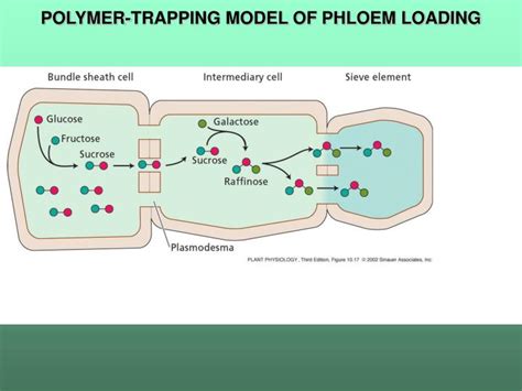 Ppt Phloem Translocation Powerpoint Presentation Id 1486413