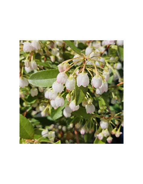 Zenobia Pulverulenta Raspberry Ripple