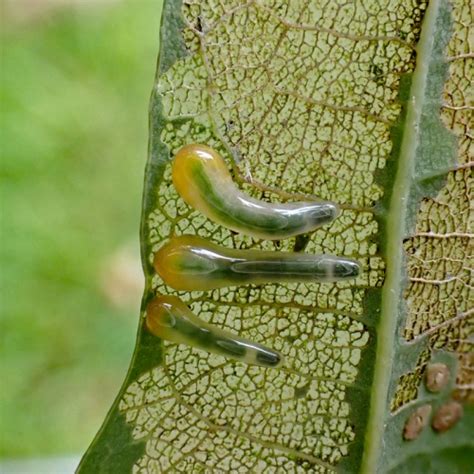 Caliroa Cinxia Naturespot