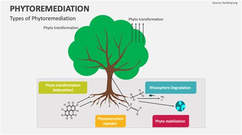 Phytoremediation Powerpoint Presentation Slides Ppt Template