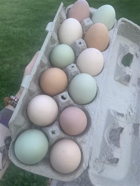 Easter Eggers Are Chickens Who Lay Colored Eggs Ours Gave Us These