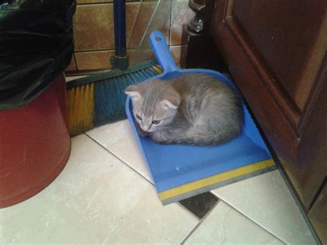 Валькирия живность котэ прикольные картинки с кошками смешные картинки и другие