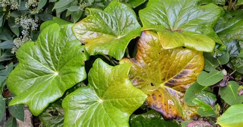 The Outlaw Gardener Late Summer In The Outlaw Garden