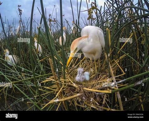 Cattle Egret Bubulcus Ibis Nesting La Pampa Province Patagonia