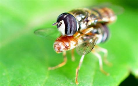 【果蝇摄影图片】生态摄影 太平洋电脑网摄影部落