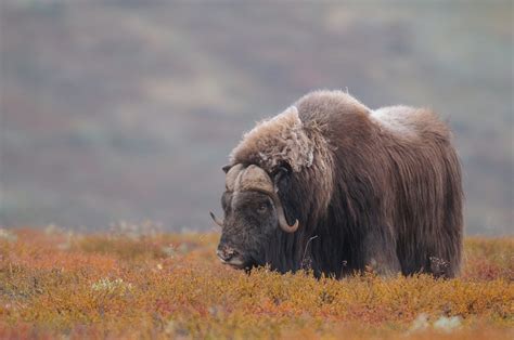 Whats The Difference Between Ox And Beef