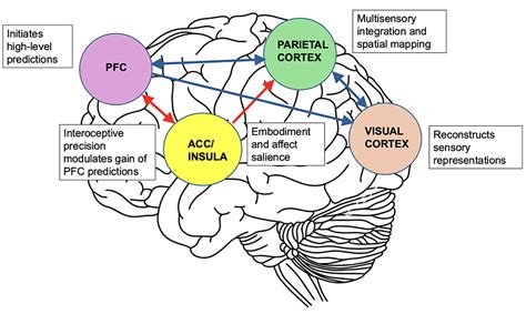 Frontiers Interoception Insula And Agency A Predictive Coding Account Of Aphantasia
