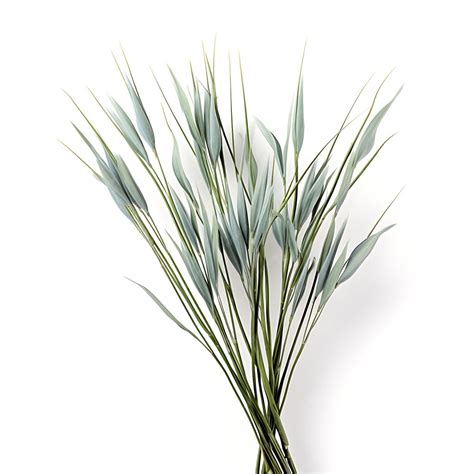Premium Ai Image Cheyenne Sky Switchgrass Muted Bluegreen Loose Bouquet Drou Isolated On White