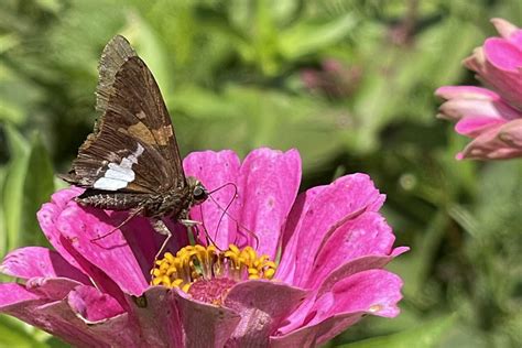 Silver Spotted Skipper Illinois Pollinators