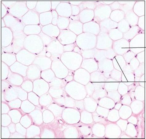 Loose Adipose Tissue