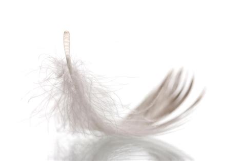 Premium Photo Single Fluffy Feather Isolated On White