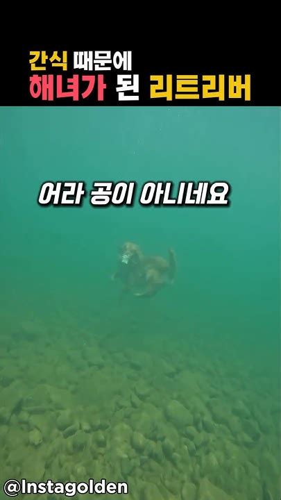 간식 때문에 해녀가 된 리트리버 리트리버수영 Youtube