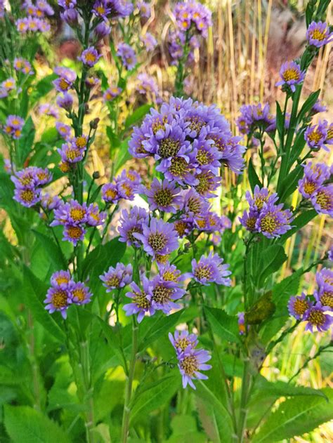 Aster Tataricus «jin Dai Zvjezdan Vrtlarija Kalići Opg Davor Cetina