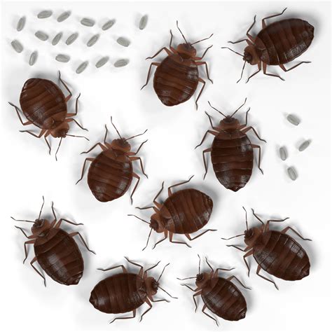 How Fast Do Bed Bugs Grow Inspect All Services