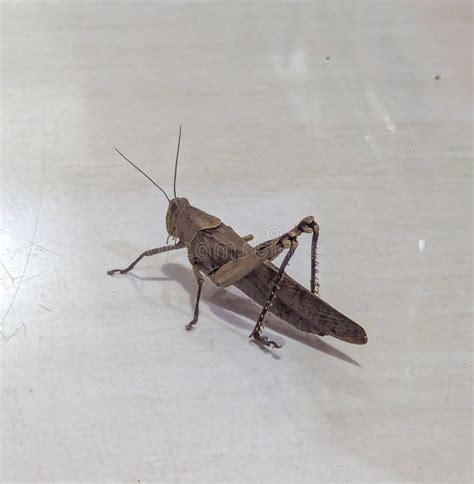 A Grayish Brown Grasshopper Standing On A White Surface This