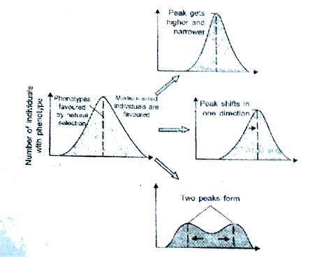 Genetic Equilibrium Graph
