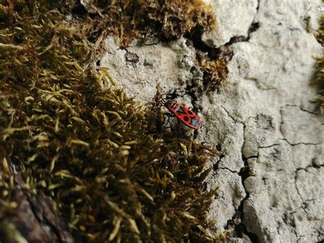Premium Photo Close Up Of Ladybug On Ground