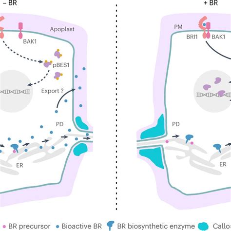 Pd Mediated Transport And Homeostasis Of Br Biosynthesis And