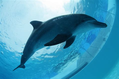 ミナミバンドウイルカ 美ら海生き物図鑑 沖縄美ら海水族館 沖縄の美ら海を、次の世代へ。