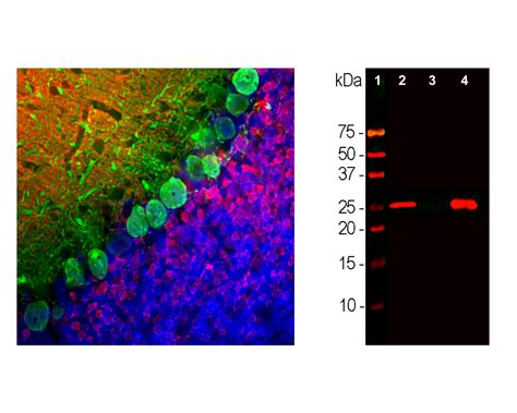 Calbindin Binding Protein Mouse Monoclonal Antibody