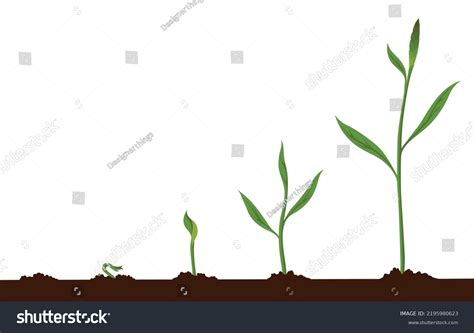 Growth Process Steps Seeds Sprout Ground Stock Vector Royalty Free