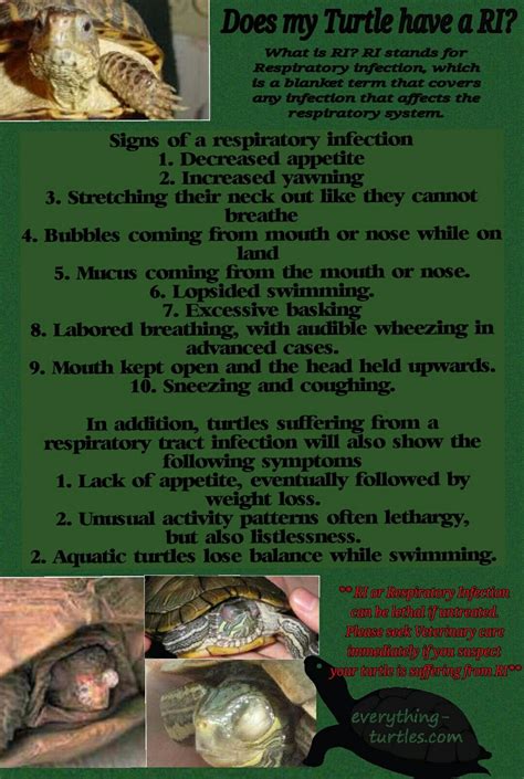 Turtle Respiratory System