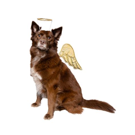 [할로윈 코스튬] 강아지 할로윈 코스튬 골든 엔젤 니드포펫