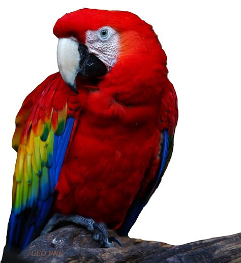 Parrot Flying Png