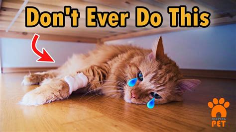 How To Check Your Cat For Fleas Its Super Easy Cat Health Vet Advice HousePetsCare Com