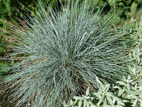 Blue Fescue Ornamental Grass Seeds Festuca Glauca B327 Etsy