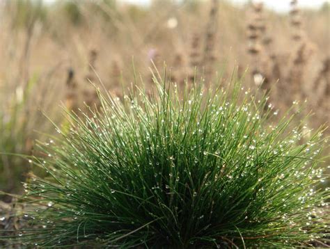 Turfgrass Smith Seed Services