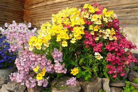 Немезия (50 фото) - виды, посадка и правильный уход