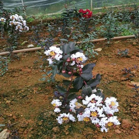 知乎园艺知乎园艺出售 紫叶白花 红花 紫薇 公路旁隔离带 色块绿化造景树