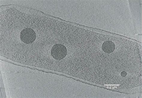 Publications — The Racki Lab