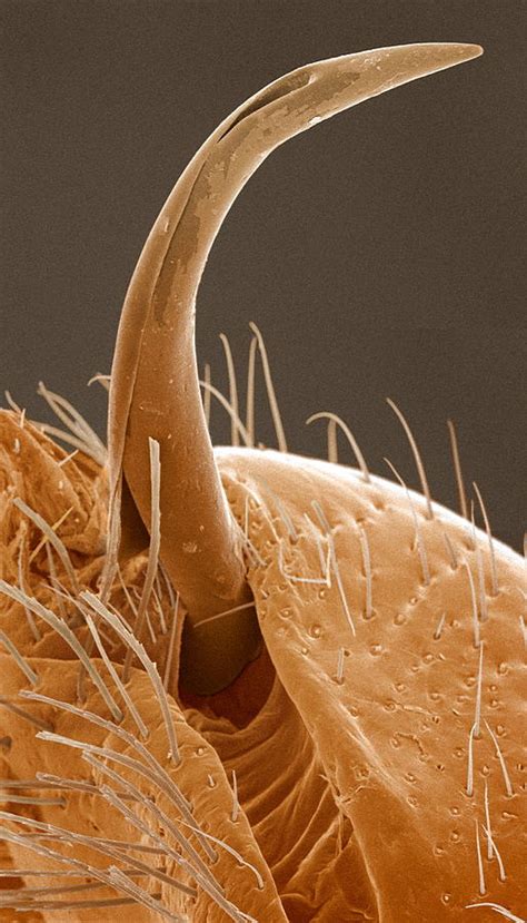 Bedbug Penis Sem Photograph By Power And Syred Fine Art America