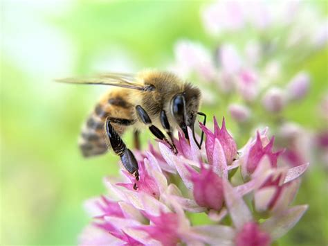 Just A Bee Oc Rmacroporn