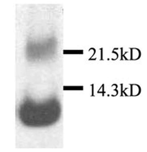 Cxcl13 Polyclonal Antibody Pa1 29046