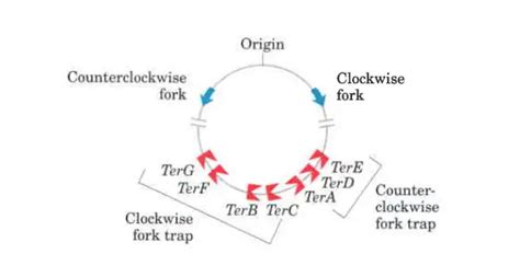 Prokaryotic Dna Replication Enzymes Steps Biology Notes Online